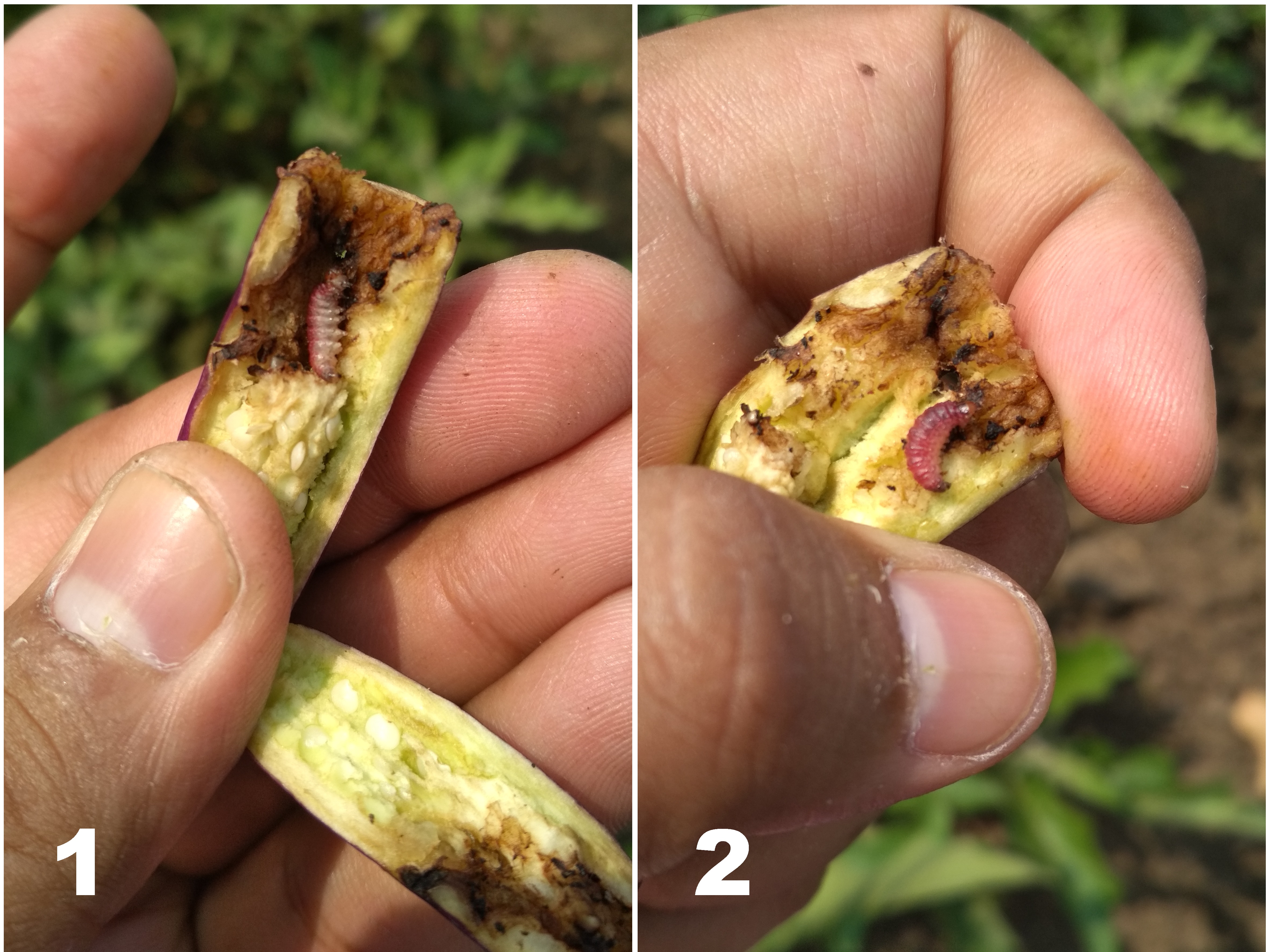 Consider the eggplant - The GiveWell Blog